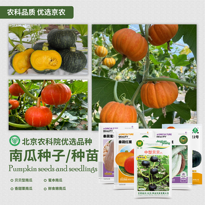 北京农科院南瓜种子板栗贝贝南瓜