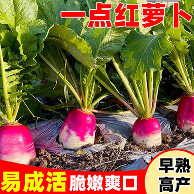 一点红萝卜种子水果籽四季