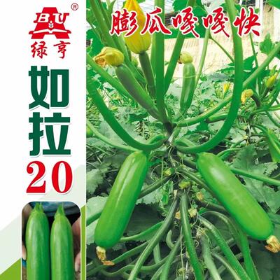 20号西葫芦种子高产耐热抗病