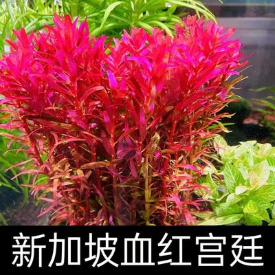 血红宫廷水草新品种好养易发色
