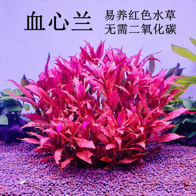 无需二氧化碳造景鱼缸