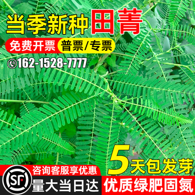 四季牧草田菁种子耐涝耐旱盐碱地