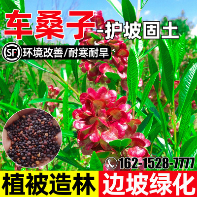 车桑子护坡固土边坡绿化荒山复绿