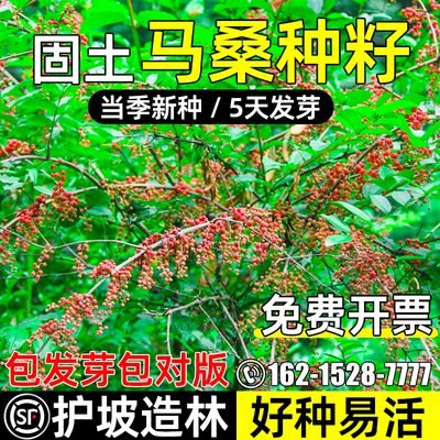 马桑种子车嗓子桑葚数马棘木豆树