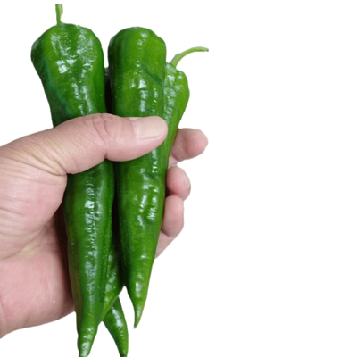 辣妹子辣椒种子苗超辣高产蔬菜孑