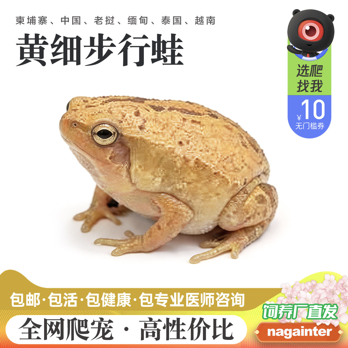 优选亚洲黄细纹步行蛙蟾蜍雨林爬宠人工繁育活泼可爱易饲养包健康
