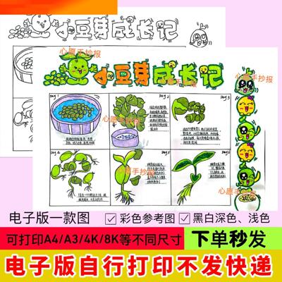 电子模板059豆芽成长记手抄报电子模板植物生长观察日记小学生记