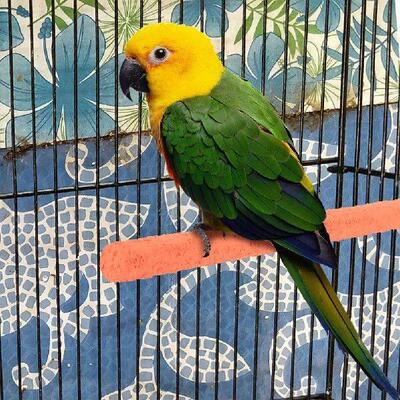 6pcs Parrot Perch Quartz Sand Bird Toys 2Orange 2Yellow 1