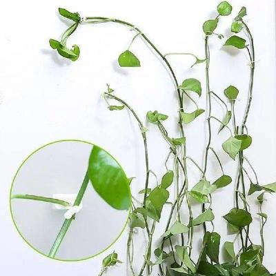 3 Size Invisible Wall Rattan Clamp Clip Plant Climbing Wall