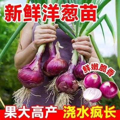 红皮洋葱种植苗秧山东早熟种子