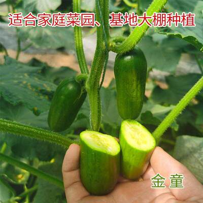 Golden Boy and Jade Girl Fruit Cucumber Seeds Mini Cucumber