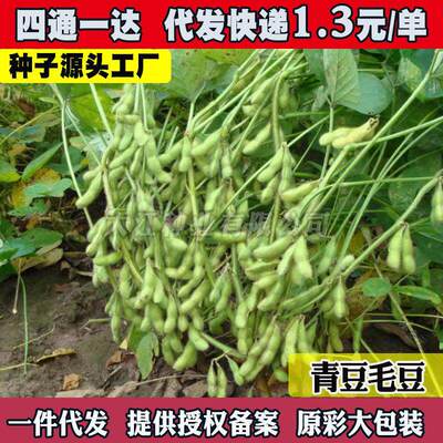 Green beans, hairy beans, early maturing, large grains, gre