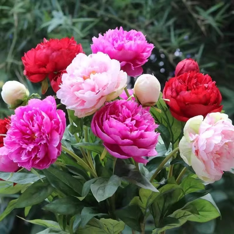 重瓣芍药花苗盆栽庭院花卉四季全根发货摆放阳台客厅芍药苗牡丹花