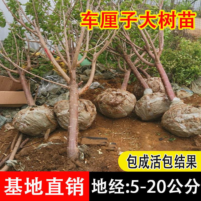 车厘子树苗特大樱桃树苖南方北方四季种植盆栽地栽别墅庭院果树苗
