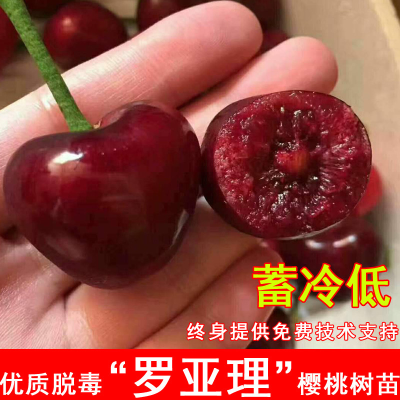 罗亚理大樱桃树苗南方早熟双罗亚理车厘子树果苗盆栽种植当年结果
