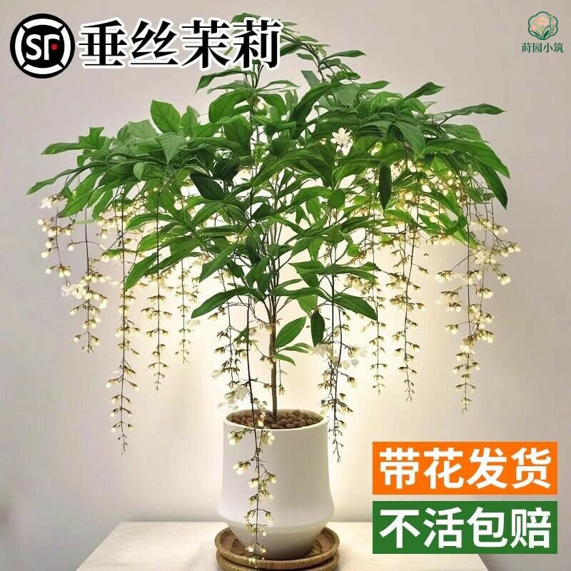 垂丝茉莉盆栽带花苞阳台泰国进口风车茉莉爬藤植物大苗四季开花卉