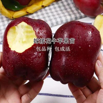 天水花牛苹果树苗嫁接美国