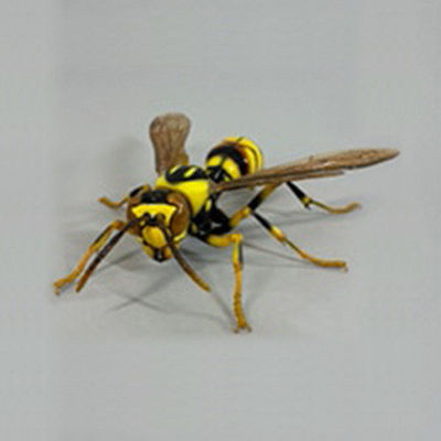 限购5/预售定金玩具马蜂