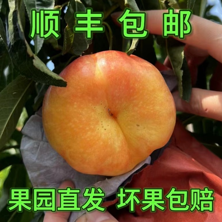顺丰包邮新鲜水果山西平陆黄金油蟠桃黄肉水蜜桃香甜孕妇应季现摘