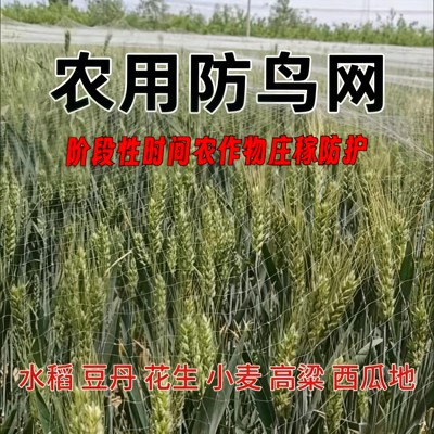 农用防鸟网豆丹水稻果园大棚