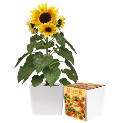 幼儿园趣味花卉种植向日葵小盆栽