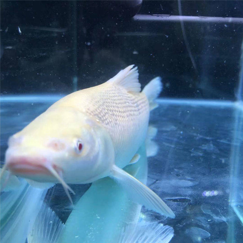 红眼白子招财龙鱼图片,白子招财龙介绍,红眼白子招财龙怎样养_大山谷图库