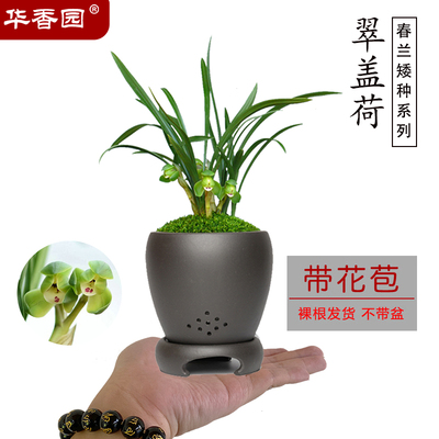 绿植春兰华香园带花苞
