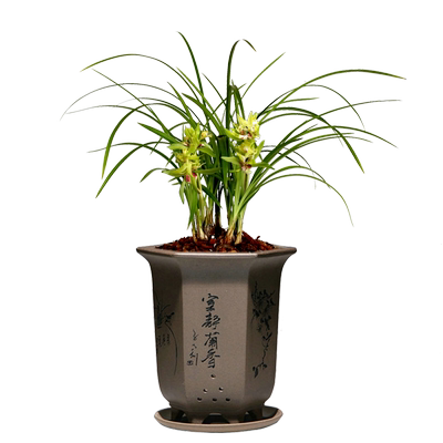 华香园兰花  余蝴蝶  春兰浓香型室内外办公桌盆栽花卉绿植