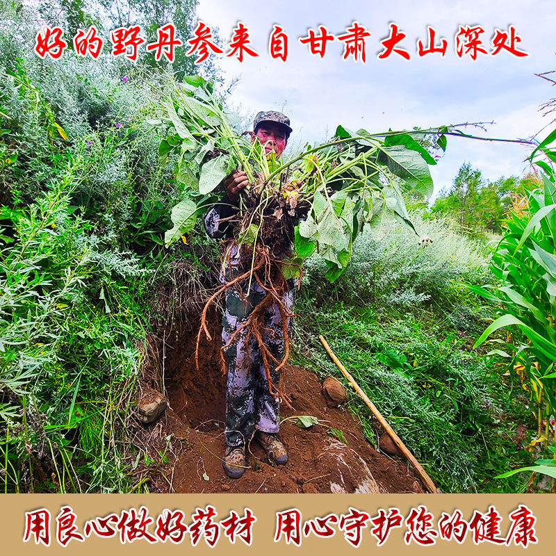 甘肃深山纯野生紫丹参中药材特级纯天然无硫丹参整根切片养生泡水
