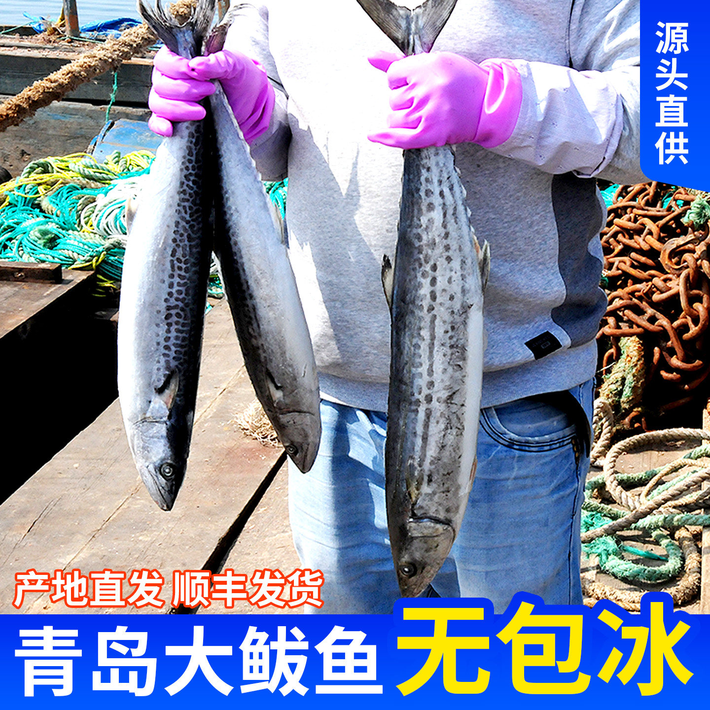 5斤青岛大鲅鱼新鲜鲜活鲐鲅鱼马鲛鱼整条冷冻青花鱼马友鱼海鲜鱼
