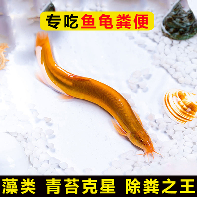 专吃鱼屎粪便的河蚌黄金螺观赏黑金刚食藻苹果青苔清洁缸除藻冷淡