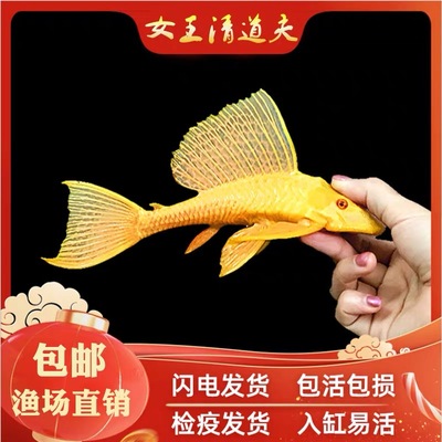 黄金红眼女王清道夫大帆女皇活体大小型垃圾异型鱼热带观赏鱼
