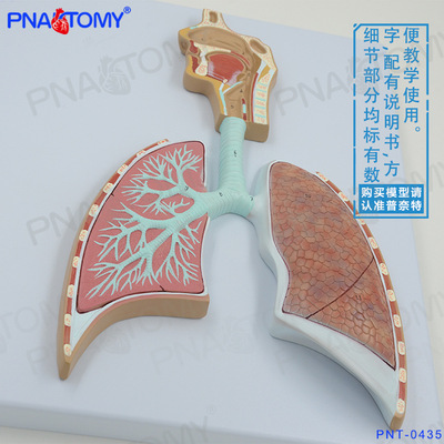 人体呼吸系统浮雕模型口鼻咽喉肺支气管肺泡肺小叶教学展示科普