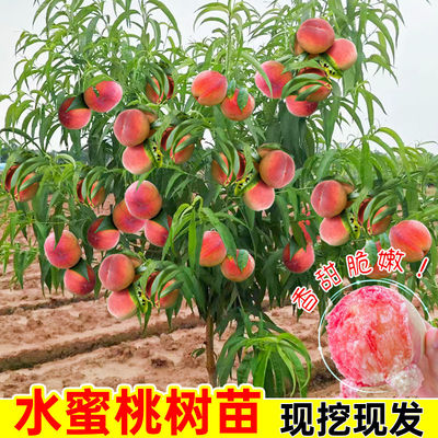特大冬桃树苗果树嫁接水蜜桃