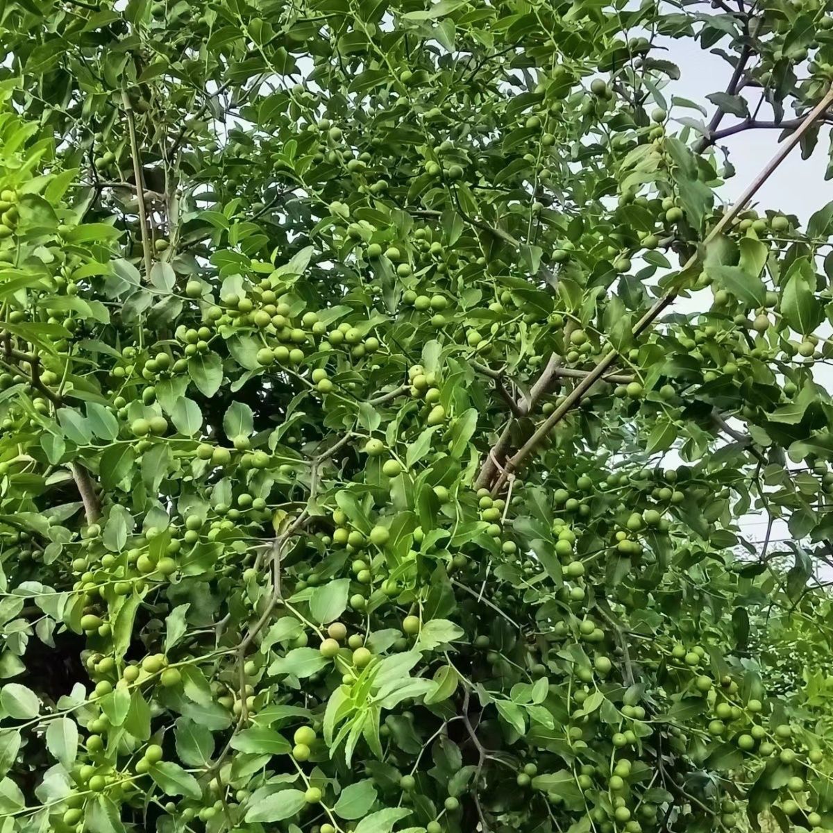冀酸一号高产药用双仁酸枣苗山枣苗南北方种植地栽当年结果