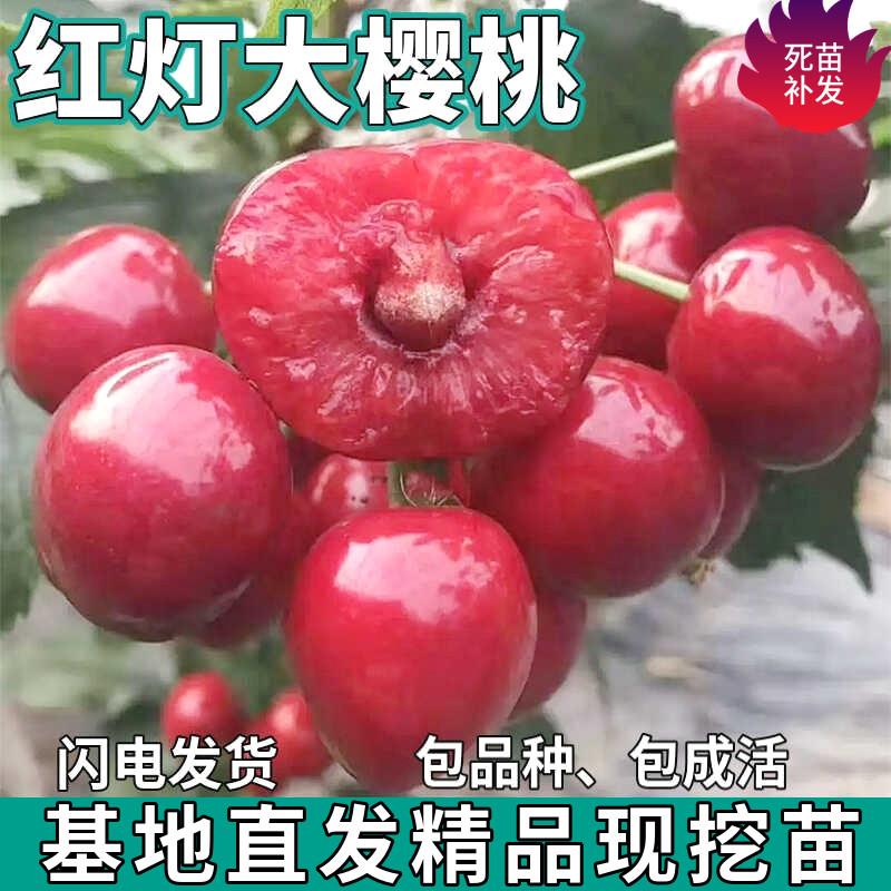 红灯大樱桃树苗南北方庭院地栽种植盆栽矮化嫁接车厘子苗当年结果
