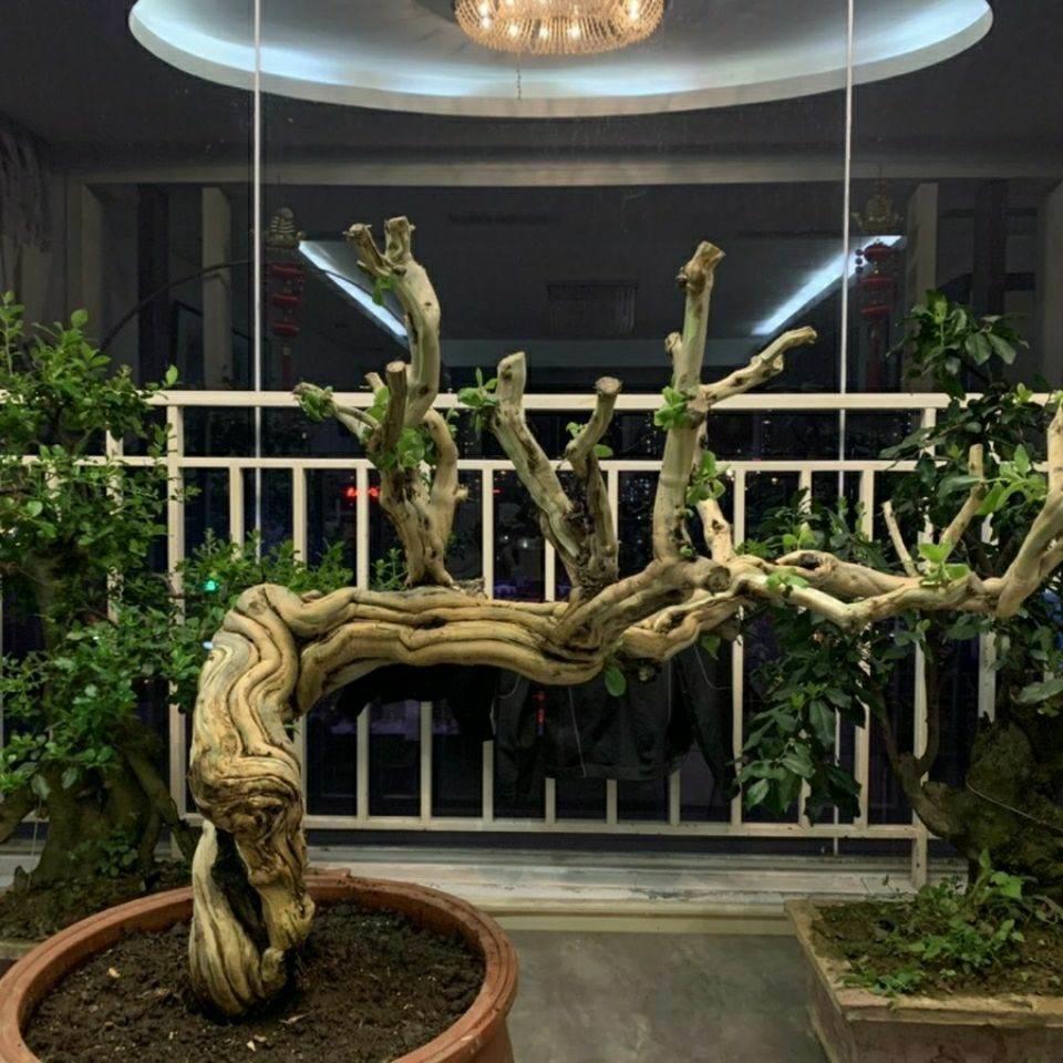 金银花盆景老桩金银花树苗爬藤树形植物盆栽室内庭院可食用药用