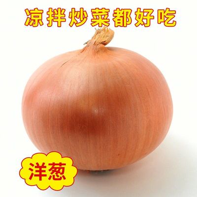 山东新鲜黄皮洋葱5斤蔬菜