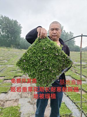 姬岩垂草耐涝耐热耐踩踏会开花