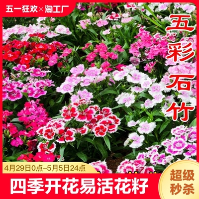 五彩石竹花种籽子四季播欧