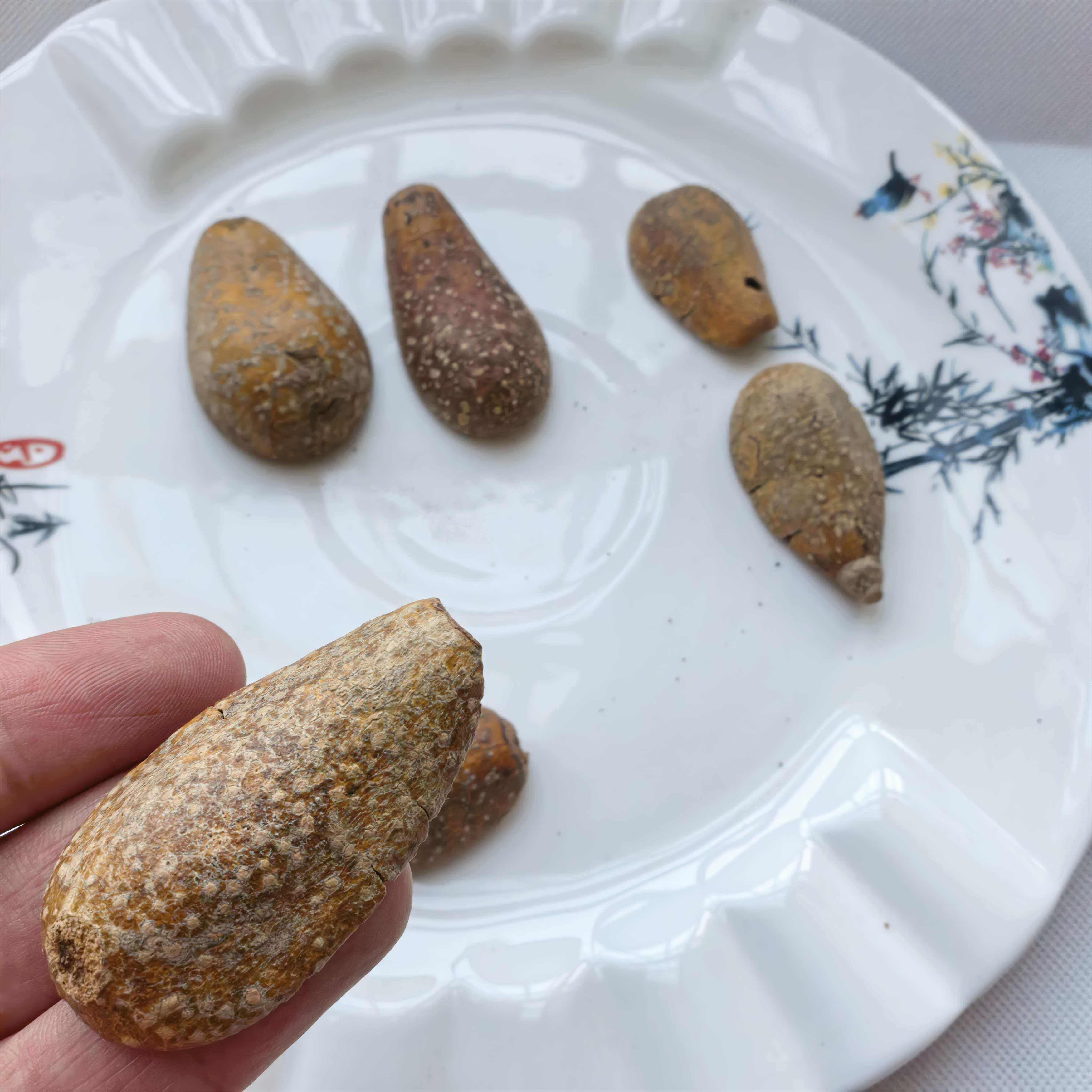 天然植物洋梨果黄梨果壳豆荚耳朵diy材料手工配件干花造装饰拍照