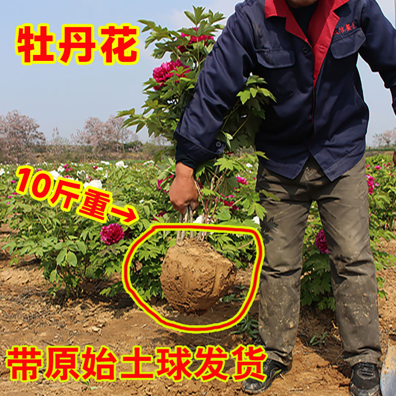 牡丹花苗正宗花卉盆栽重瓣芍药老桩耐寒带花苞庭院洛阳牡丹花树苗