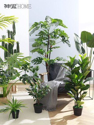 large green plant indoor skybird banana tree Ficus lyrata
