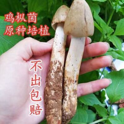 喷水就活，反复出菌，送种植说明