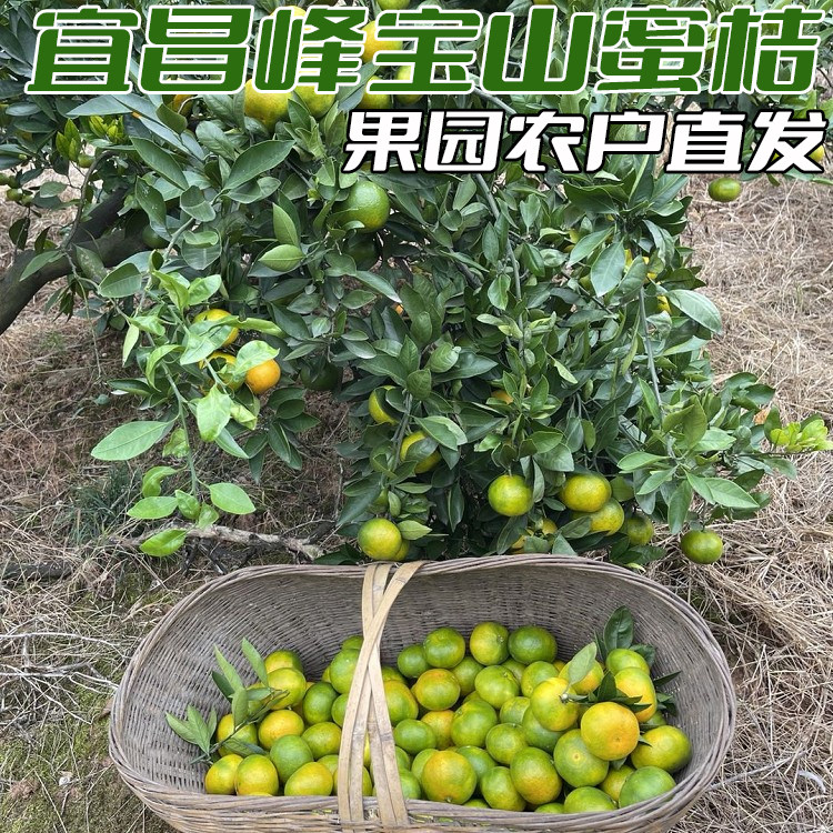 现摘新鲜橘子早熟新鲜蜜桔子应季孕妇水果柑橘蜜橘酸爽多汁包邮