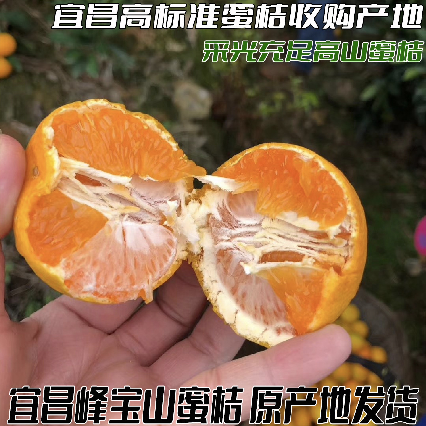 正宗宜昌蜜桔青皮蜜橘新鲜当季水果蜜桔柑橘酸甜桔子孕妇水果整箱
