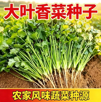 四季速生大叶香菜种子蔬