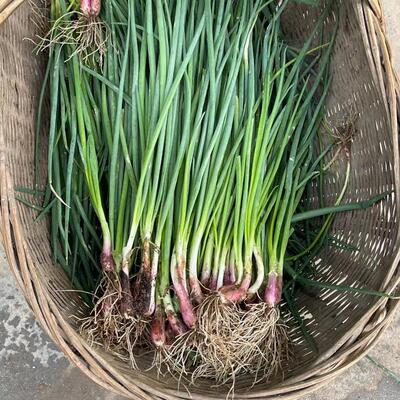 农家菜园新鲜小香葱红根小火葱