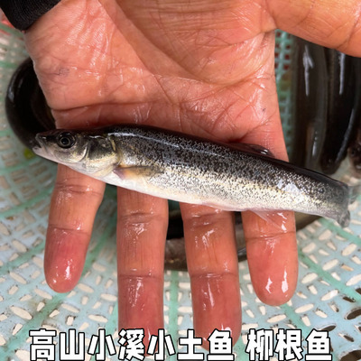 湖北高山小溪冷水鱼鲜活水产小鱼生鲜小杂鱼小溪鱼柳根鱼鲜活鱼