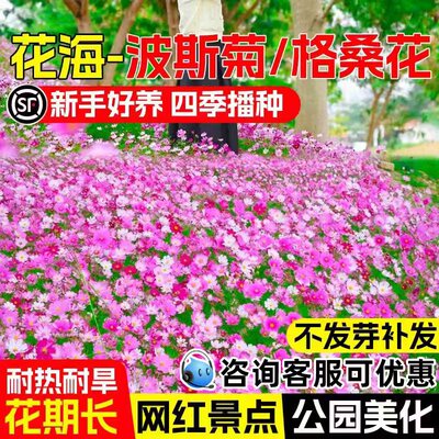 波斯菊花籽格桑花种子四季播种籽